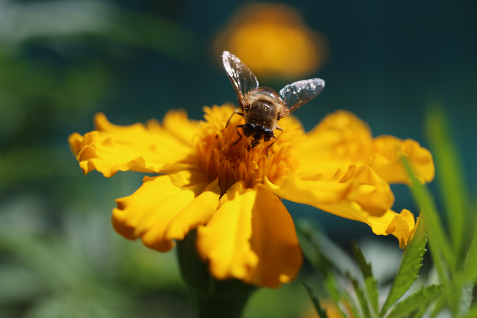 fotoSport_Pollensammelstelle-4 Foto & Bild | tiere, wildlife, insekten ...