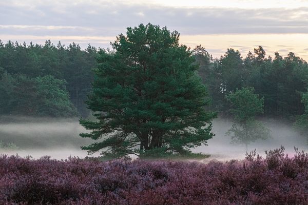 Heide Bilder & Fotos