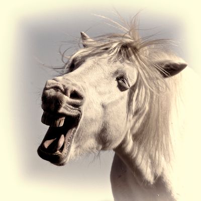 Les chevaux Images & Photos