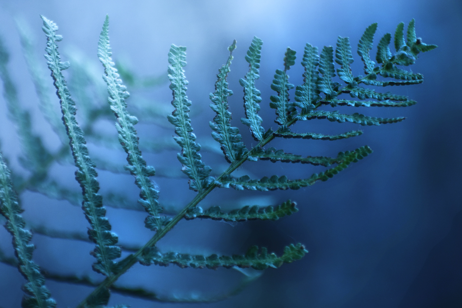 Fougère. photo et image | plantes, champignons & lichens, flowers ...