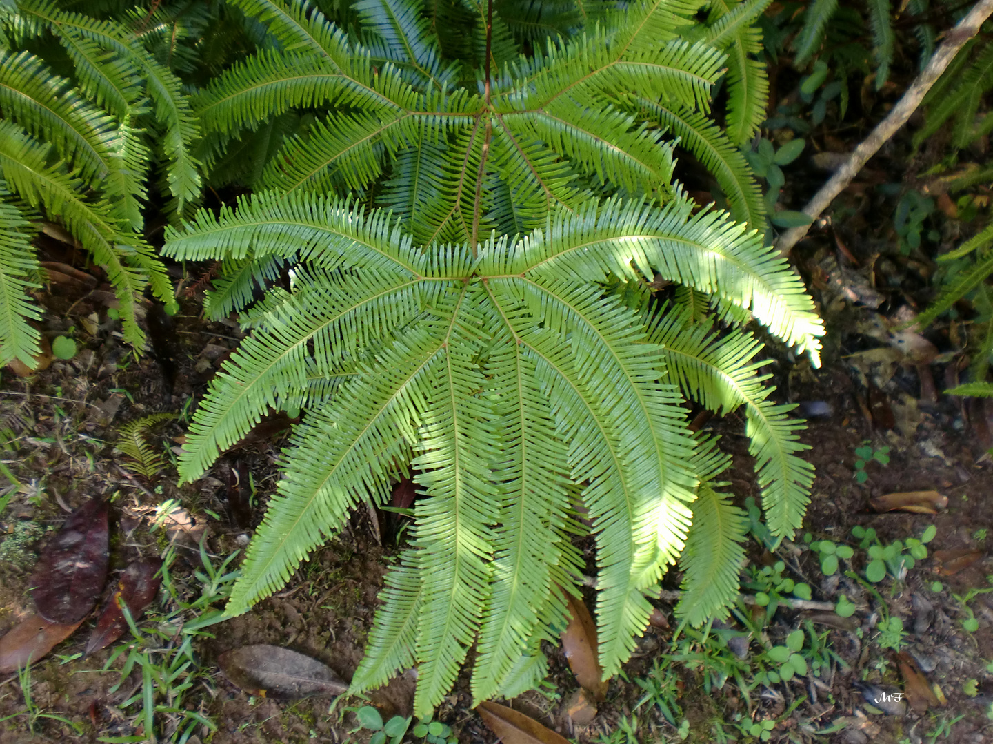 Fougère photo et image | plantes, champignons & lichens, divers, la ...