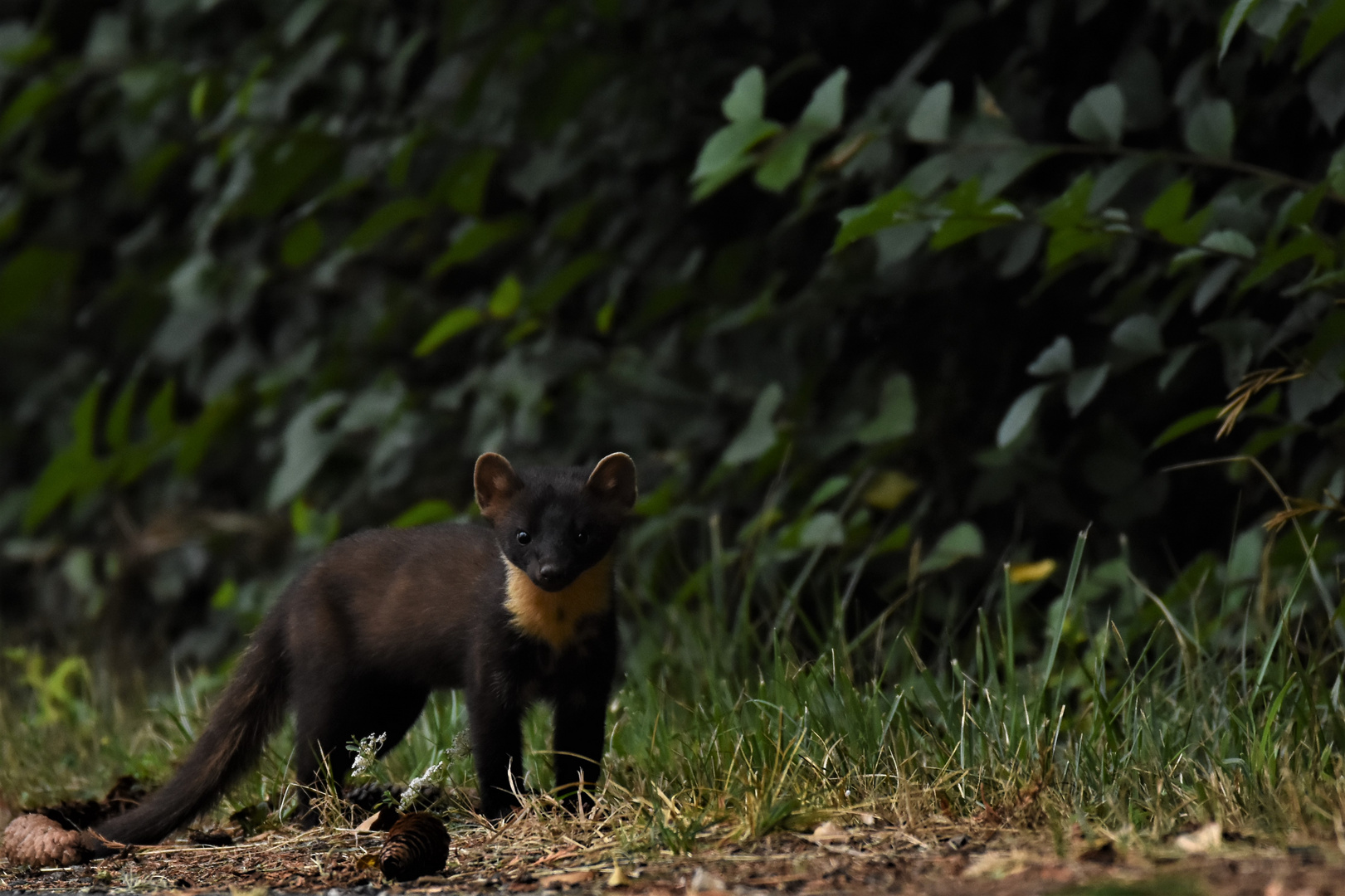 fouine ou martre? photo et image | animaux, fotos, france Images ...