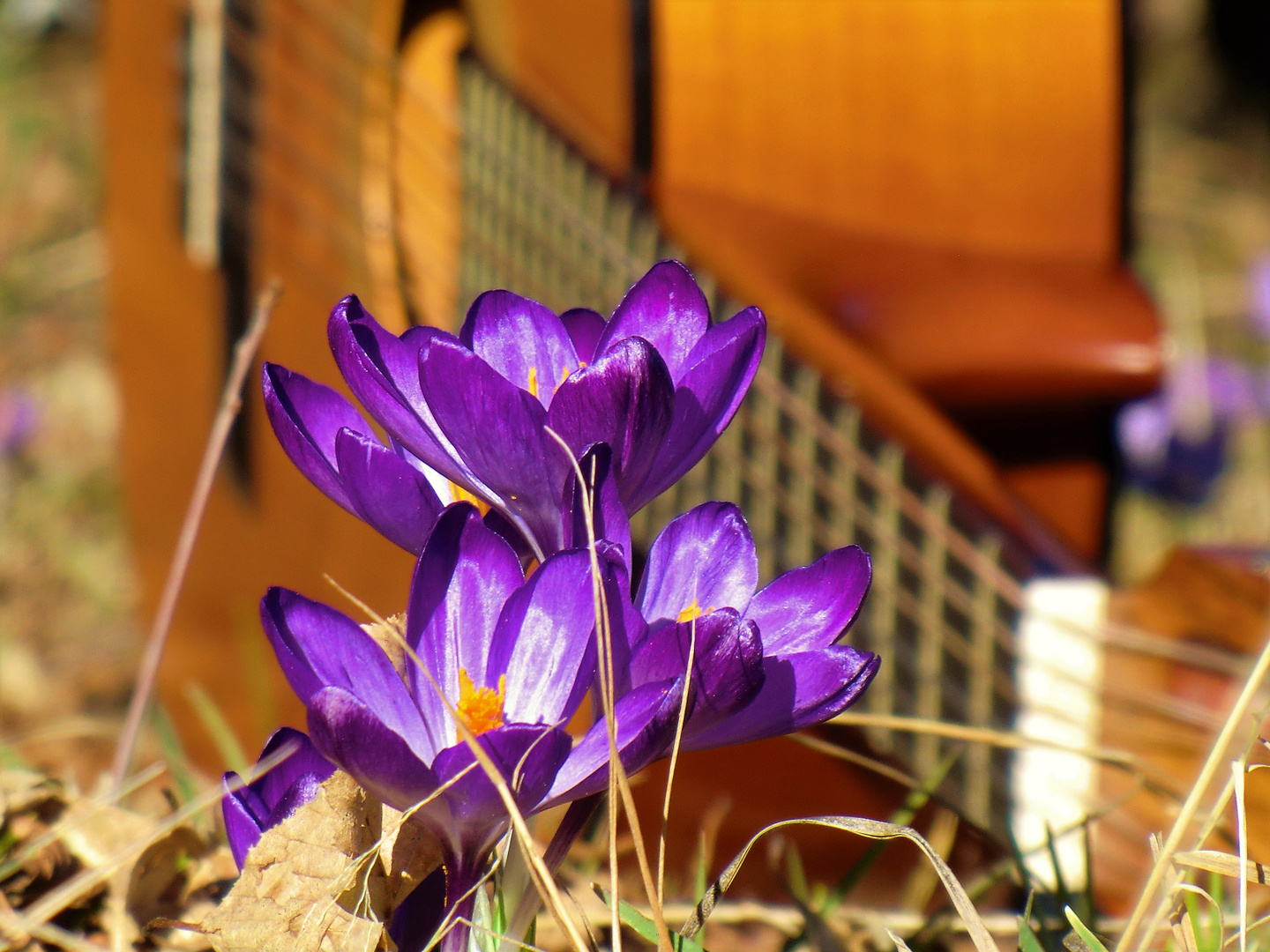 Four Seasons: Spring Foto & Bild | jahreszeiten, frühling ...