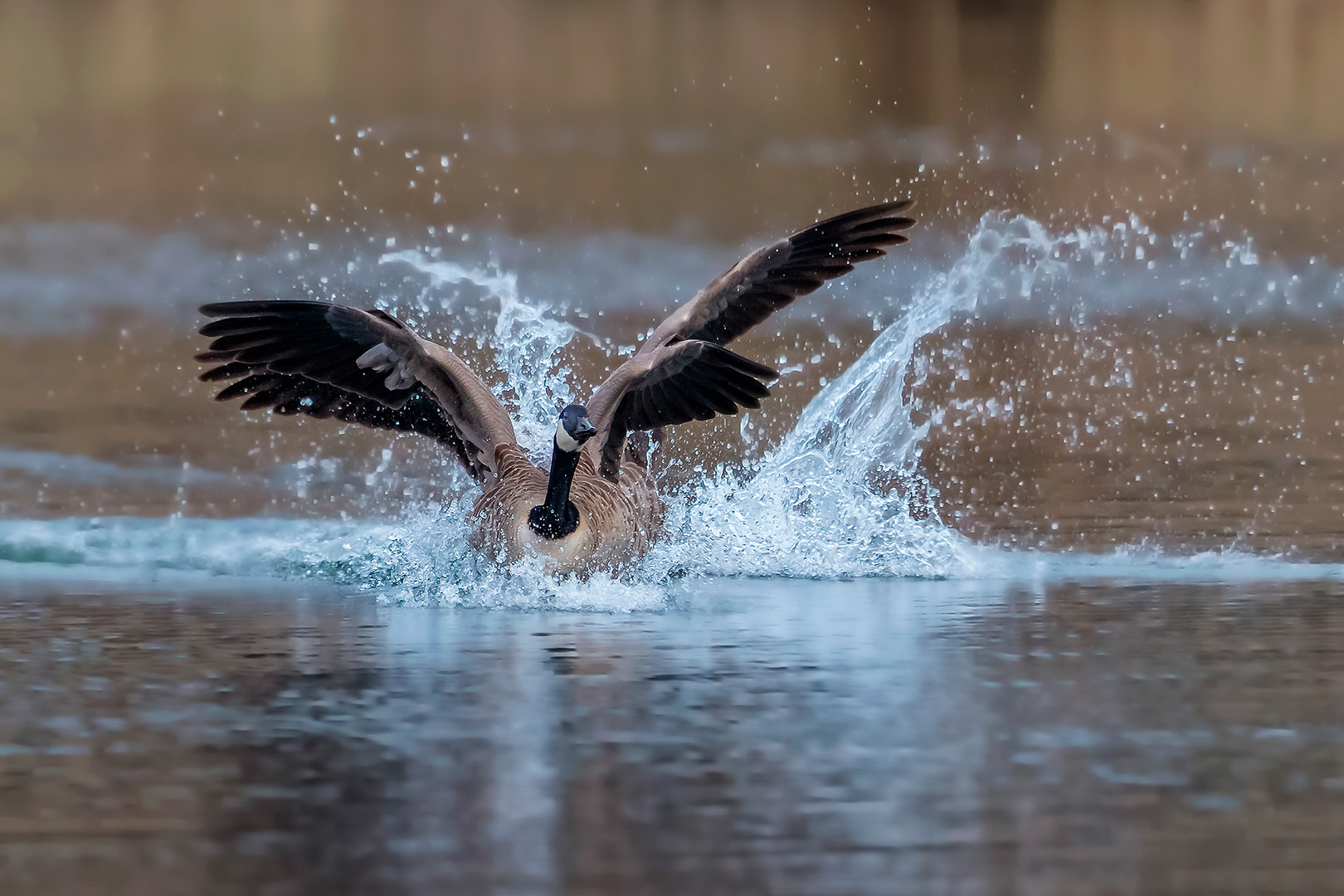 four wings... Foto & Bild | outdoor, natur, vogel Bilder auf fotocommunity