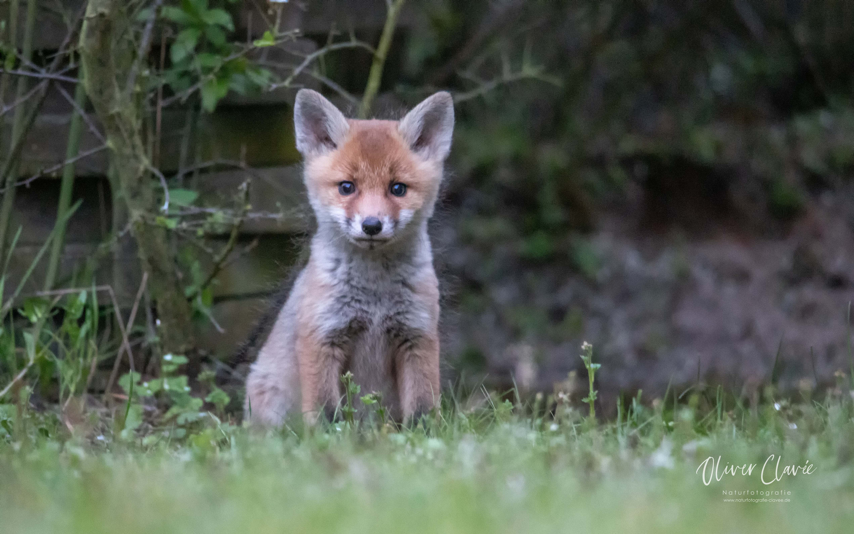 Foxi Foto & Bild | tiere, wald, natur Bilder auf fotocommunity