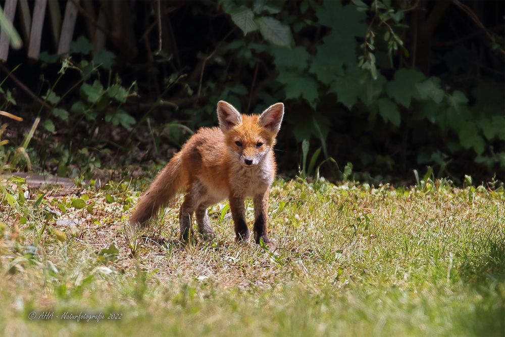 Foxi Foto & Bild | tiere, wildlife, säugetiere Bilder auf fotocommunity