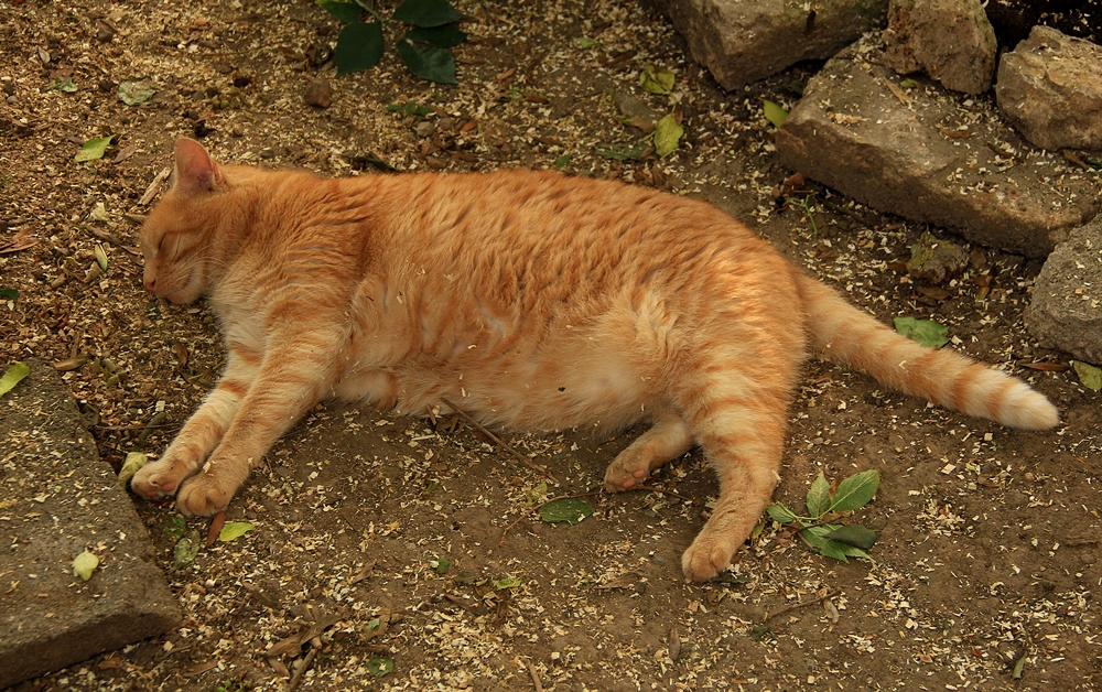 Foxi ... Foto & Bild | tiere, haustiere, katzen Bilder auf fotocommunity