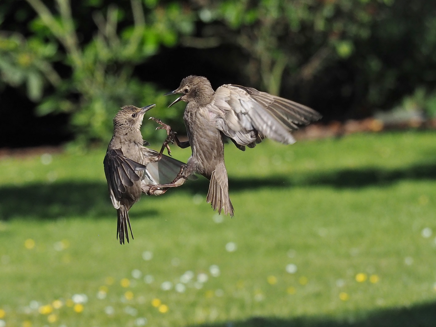 "Foxtrott" - du bist aus dem Takt.... Foto & Bild | natur, singvogel ...