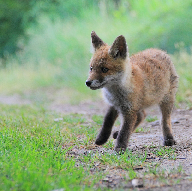 Foxtrott Foto & Bild | natur, tiere, wildlife Bilder auf fotocommunity
