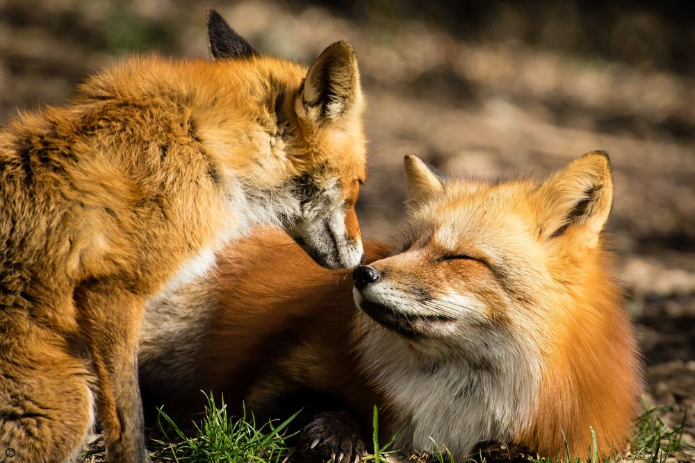FOXYLOVE Foto & Bild | frühling, natur, tiere Bilder auf fotocommunity