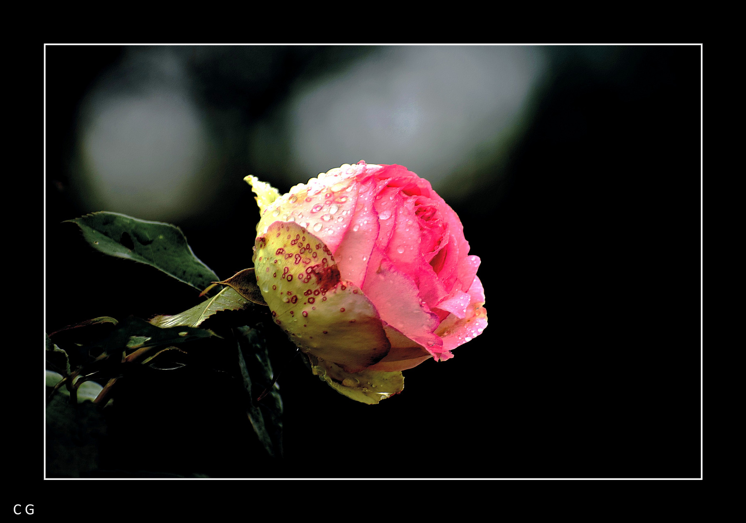 Fraîcheur matinale photo et image | fleurs, roses, nature Images ...