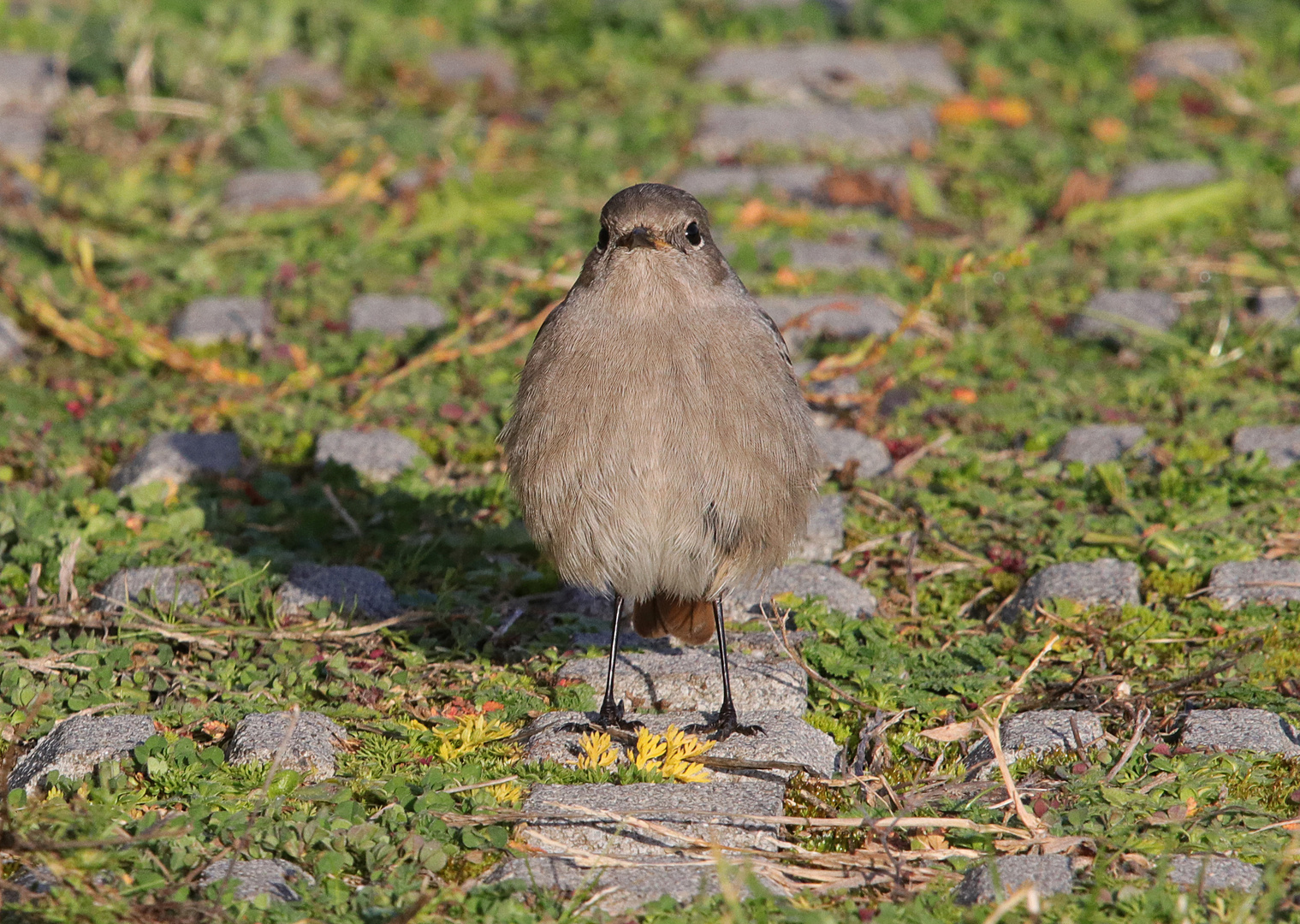 ~fragend~ Foto & Bild | natur, tiere, vögel Bilder auf fotocommunity