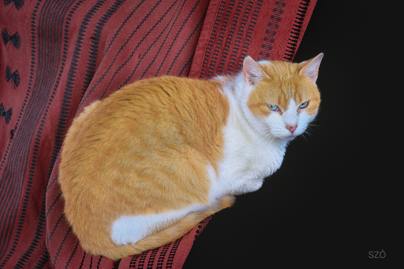 Fragil Equilibrio Imagen & Foto | animales, animales domésticos ...