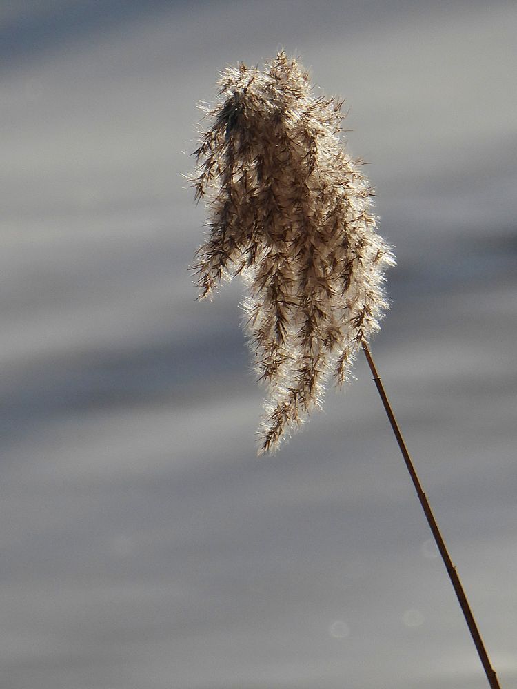 fragile Foto & Bild | jahreszeiten, winter, kunstfotografie & kultur ...