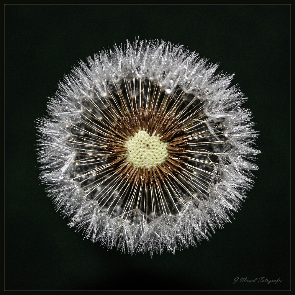 Fragile Foto & Bild | natur-kreativ, natur Bilder auf fotocommunity