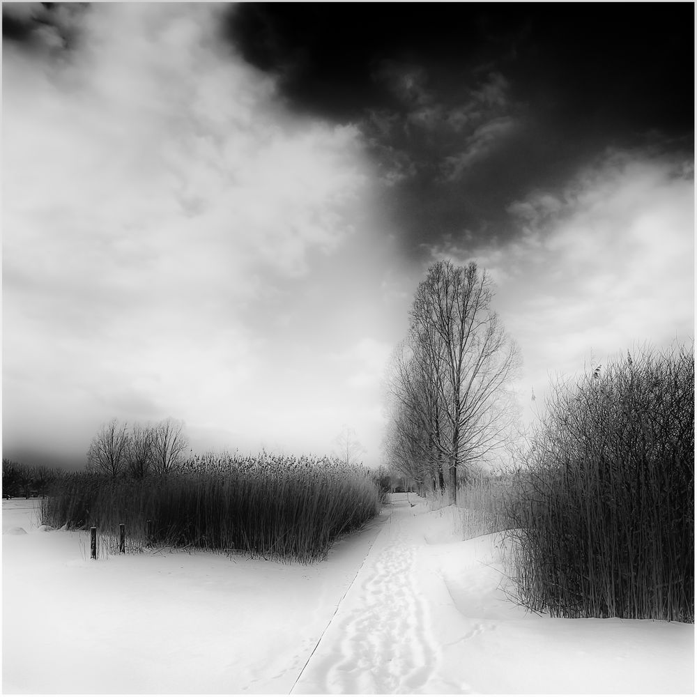 fragile... Foto & Bild | winter, schnee, teich Bilder auf fotocommunity