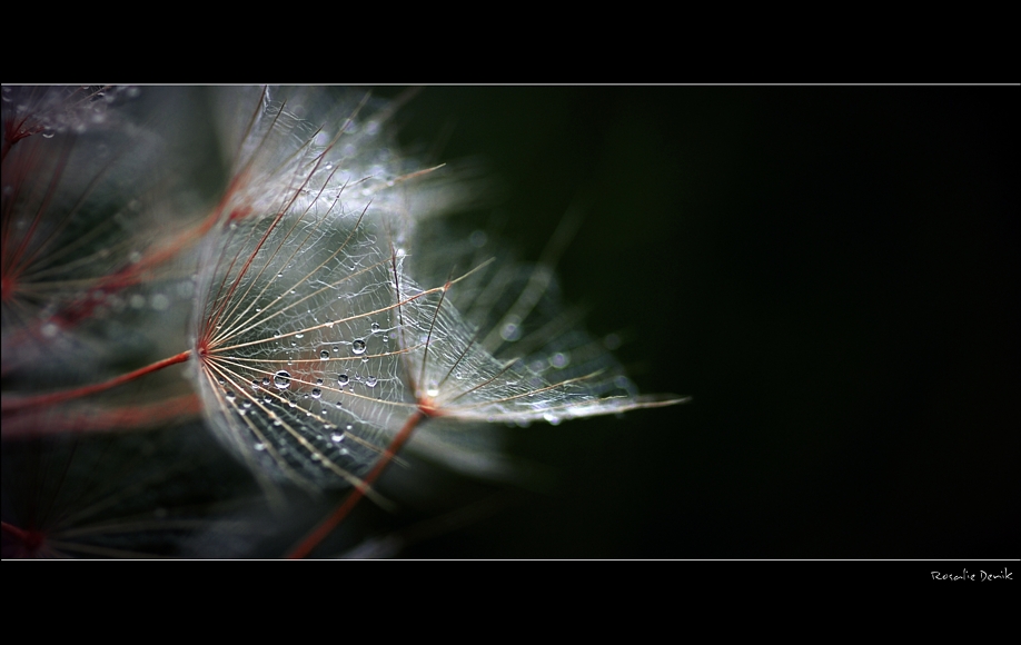 FRAGILE Foto & Bild | makros, natur Bilder auf fotocommunity