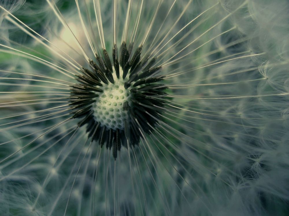 Fragile Natur Foto & Bild | natur-kreativ, aufnahmetechniken, natur ...