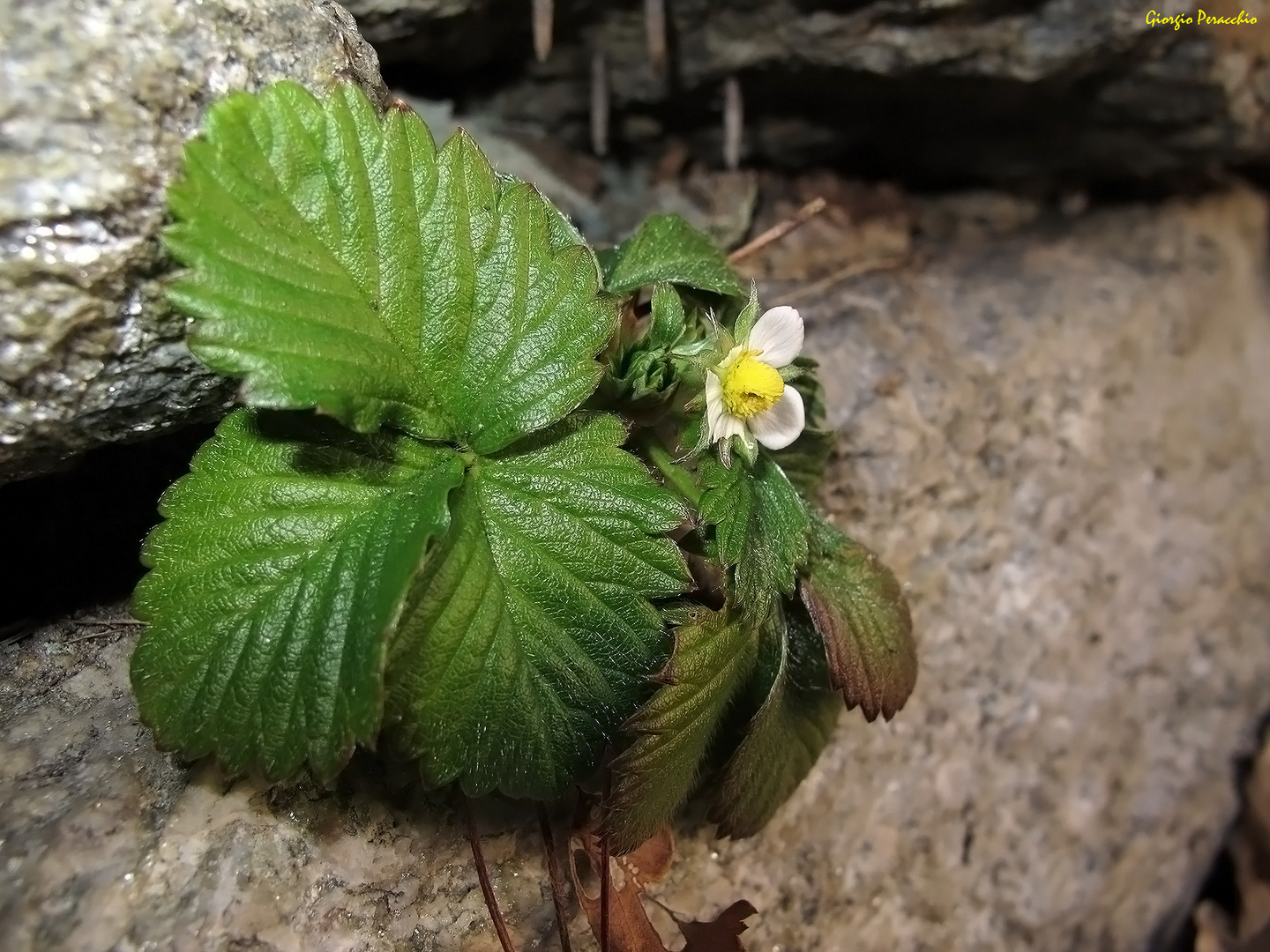 Fragolina Foto % Immagini| macro e close up, macro fiori e piante ...