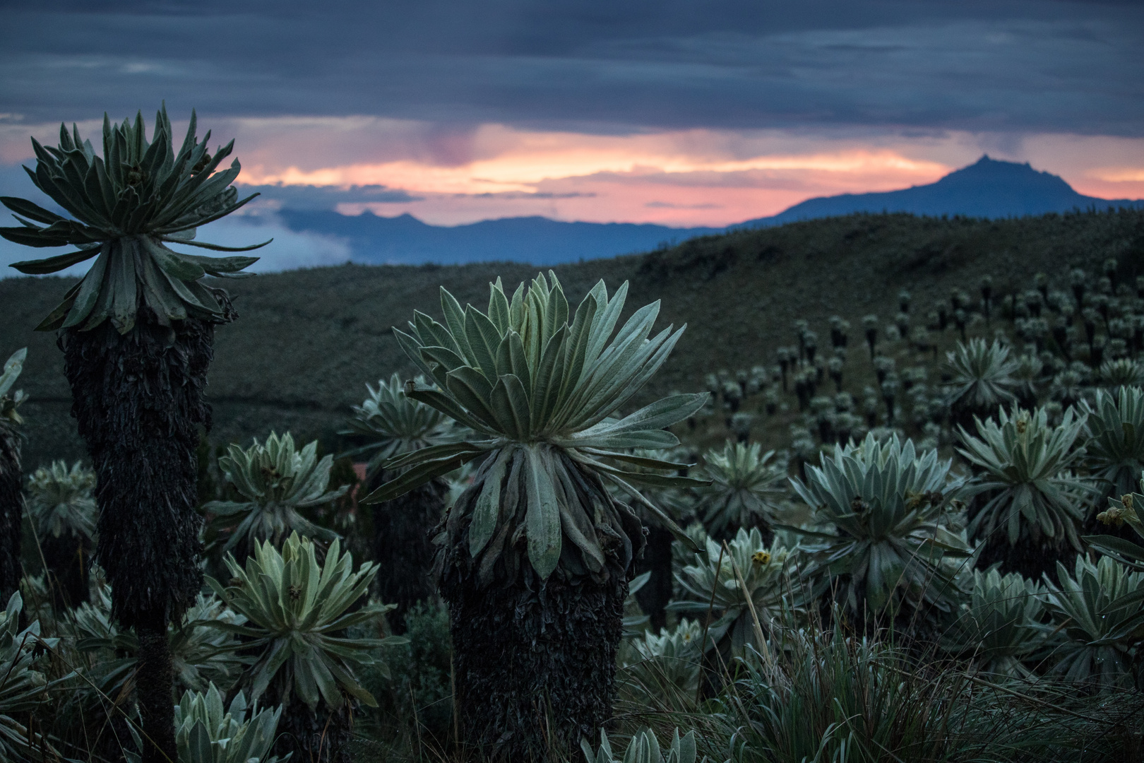 Frailejones Foto & Bild | ecuador, frailejones, polylepis-lodge Bilder ...