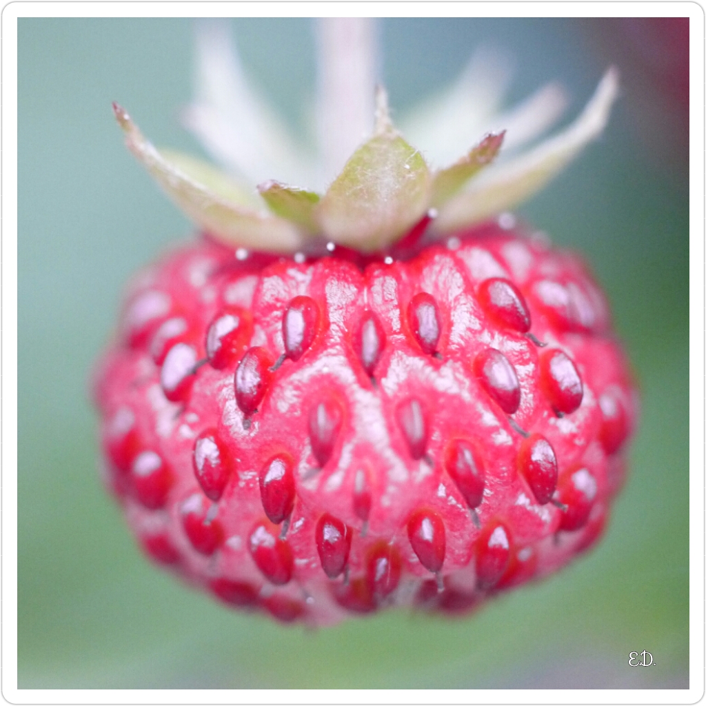 fraise des bois photo et image | nature, fraise Images fotocommunity