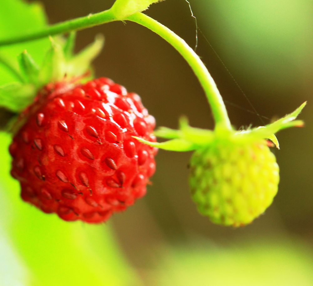 Fraise des bois photo et image | les fruits, fruit des bois, nature ...