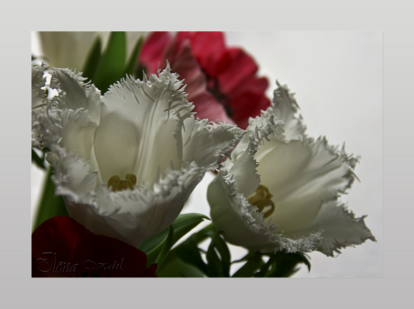 Fransen Foto & Bild | pflanzen, pilze & flechten, blüten ...