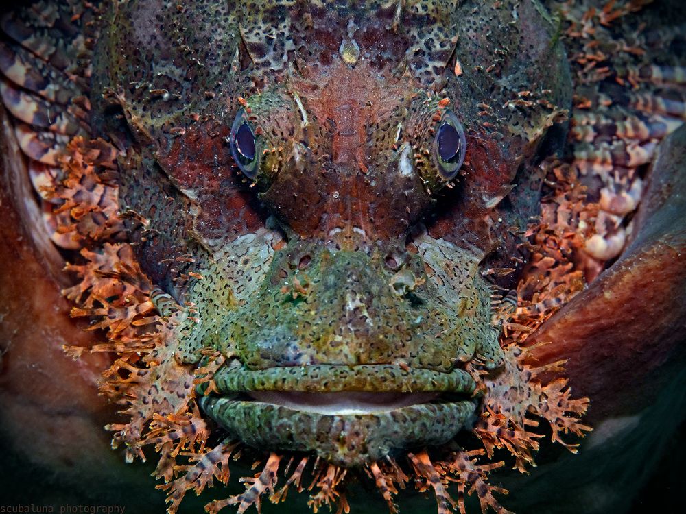 Fransen-Drachenkopf Foto & Bild | natur, portrait, olympus Bilder auf ...