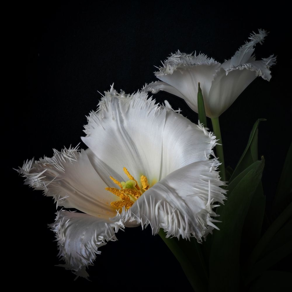 " fransen look " Foto & Bild | spezial, tulpen, natur Bilder auf fotocommunity