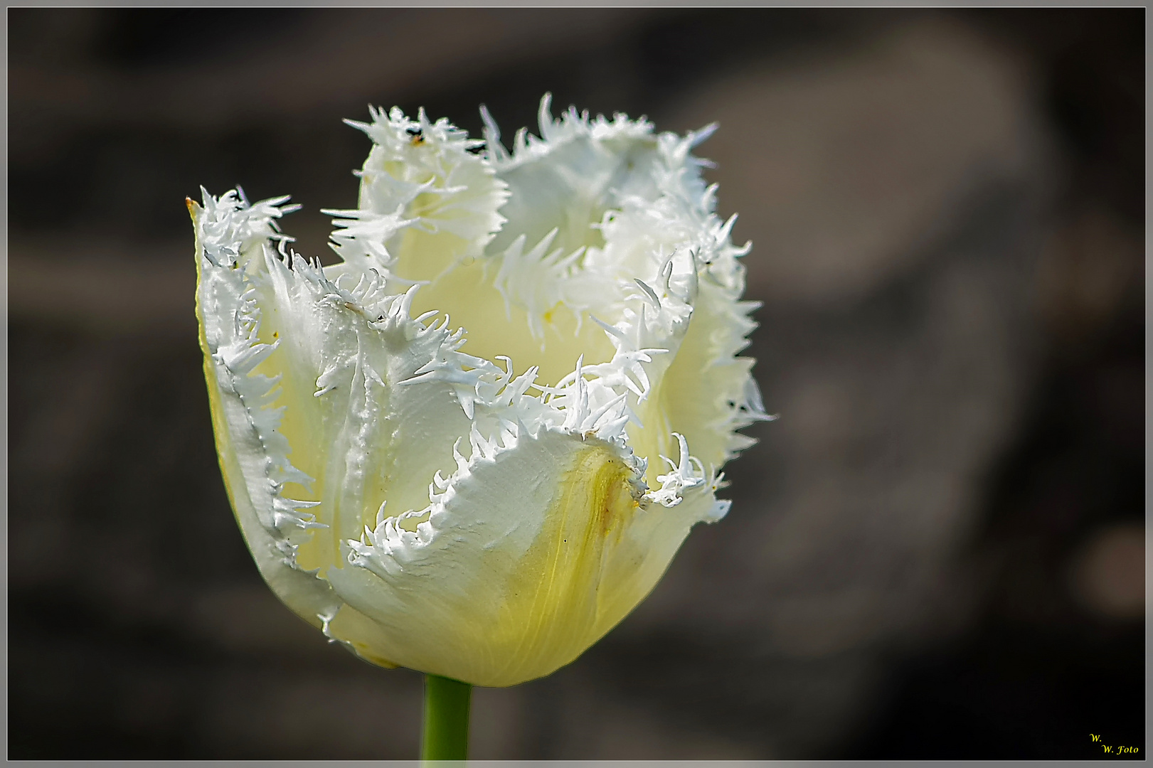 Fransen-Tulpe Foto & Bild | mai, tulpen, natur Bilder auf fotocommunity