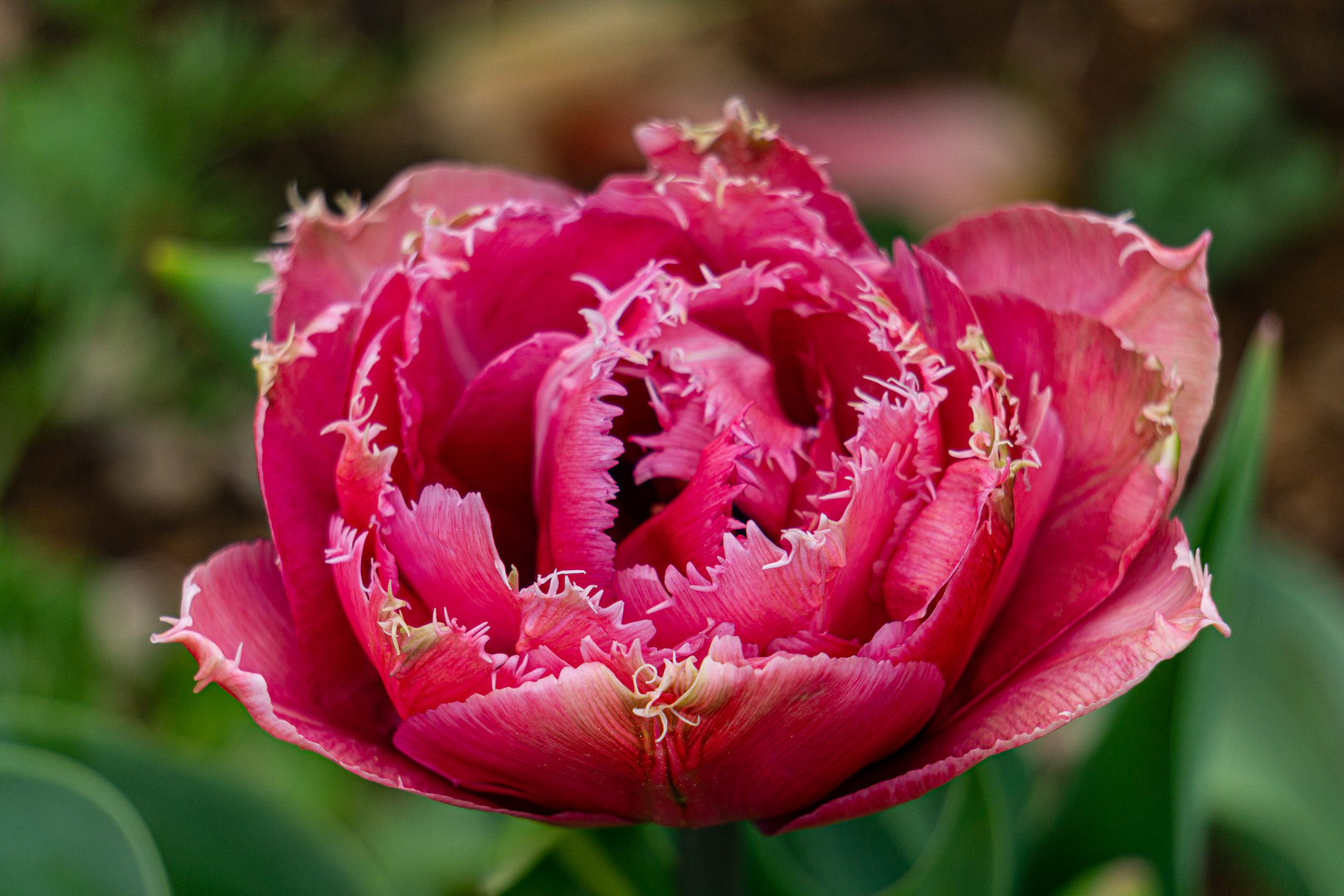 Fransen-Tulpe Foto & Bild | pflanzen, pilze & flechten, blüten- & kleinpflanzen, outdoor Bilder ...