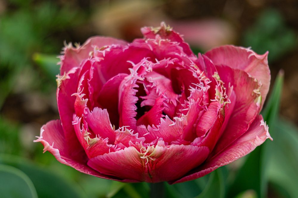 Fransen-Tulpe Foto & Bild | pflanzen, pilze & flechten, blüten- & kleinpflanzen, outdoor Bilder ...