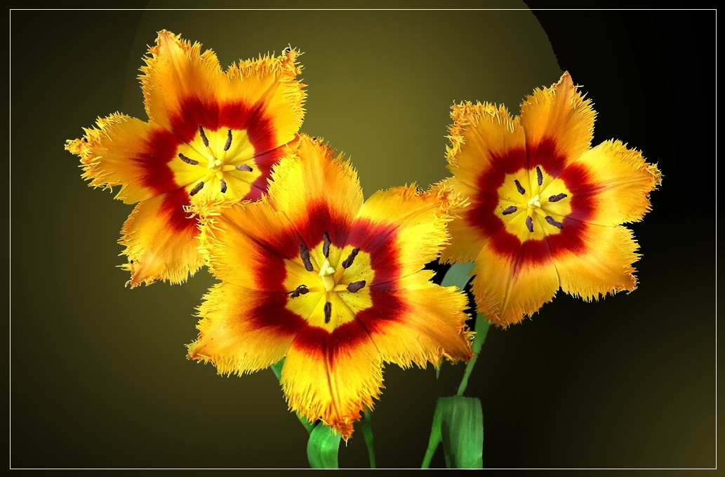 Fransentulpen Foto & Bild | spezial, frühling, frühblüher Bilder auf ...