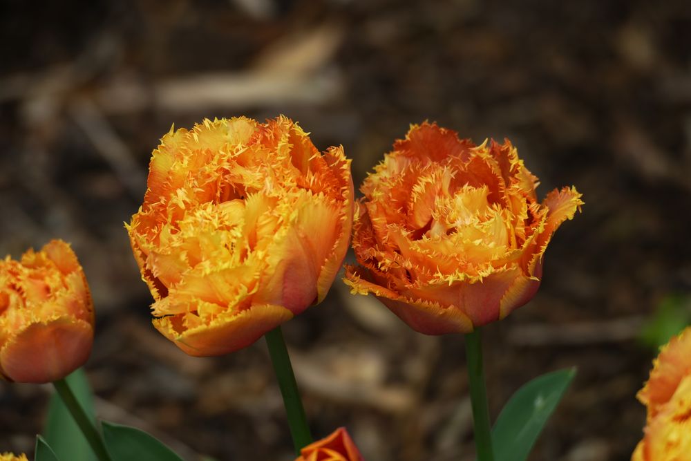 Fransige Tulpen Foto & Bild | natur, landschaft, pflanzen Bilder auf ...