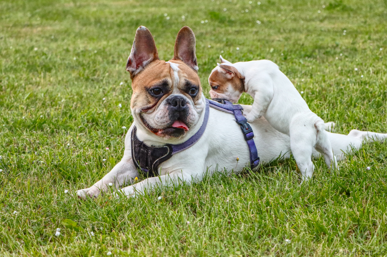 Französische Bulldoggen Foto & Bild | tiere, haustiere, hunde Bilder ...