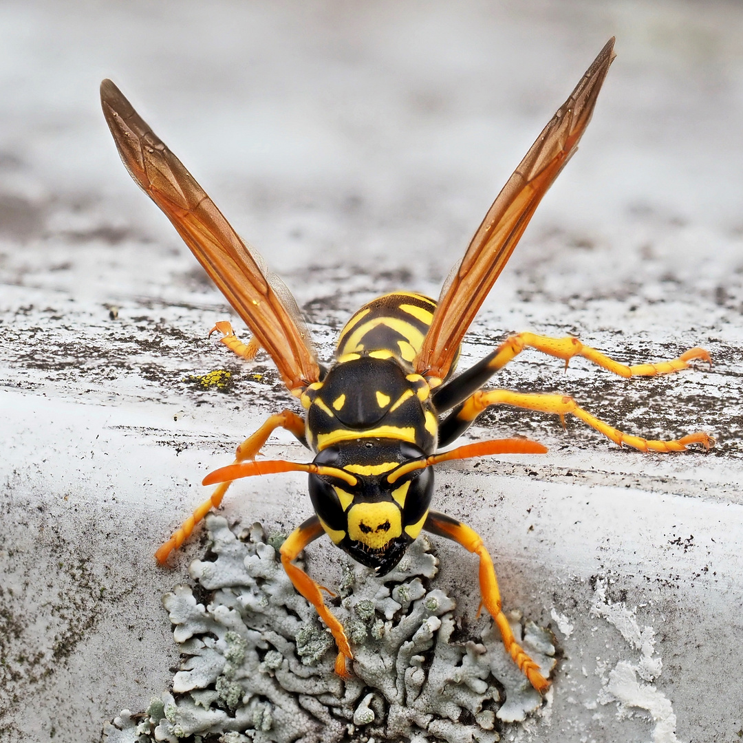 Französische Feldwespe (Polistes dominulus) Foto & Bild | fotos, natur ...