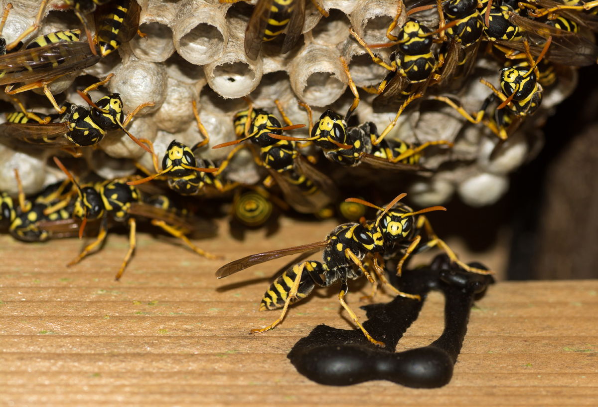Französische Feldwespen am Nest 2 Foto & Bild | tiere, wildlife ...