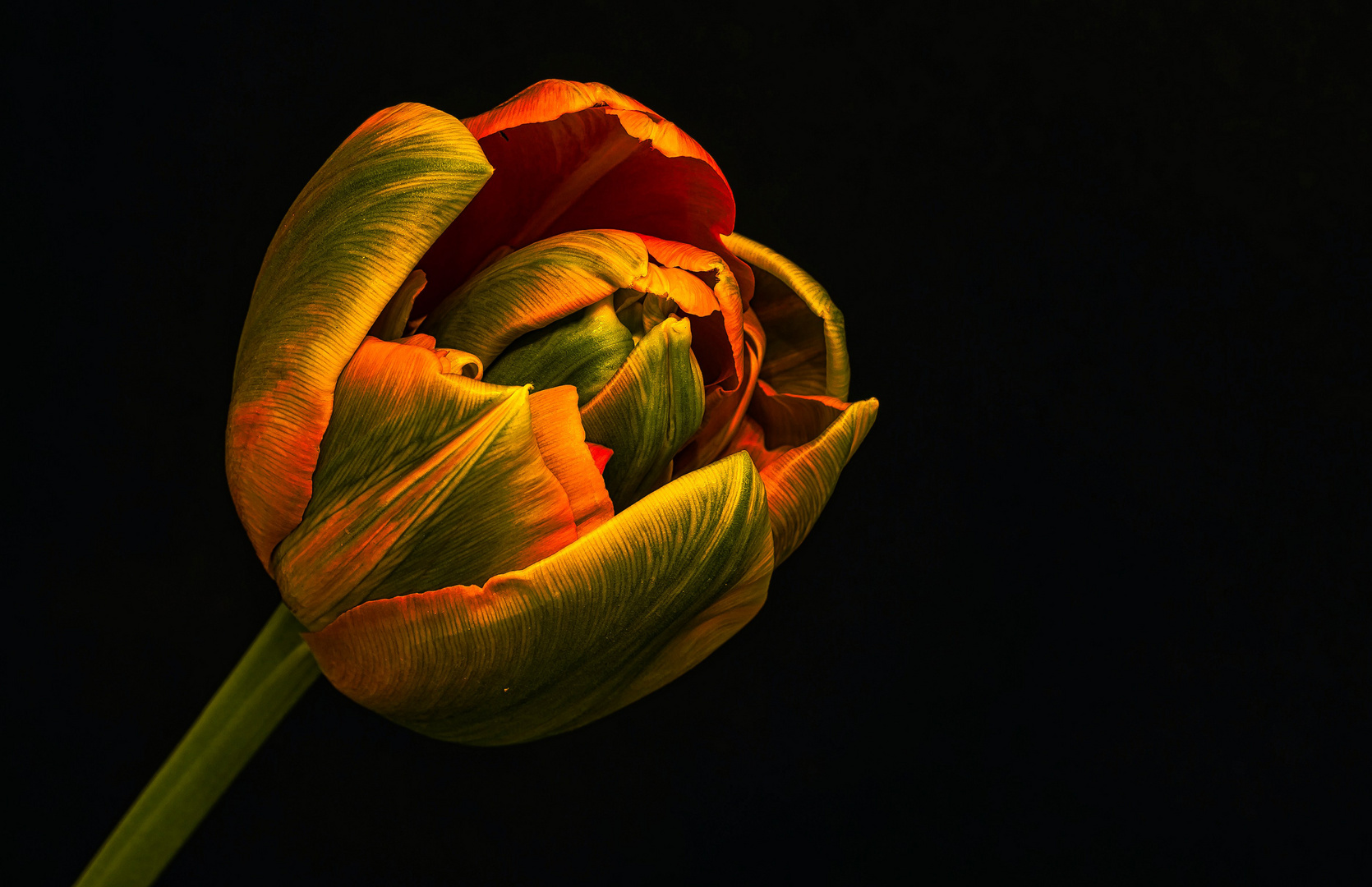 Französische Tulpe Foto & Bild | fotos, natur, blume Bilder auf ...