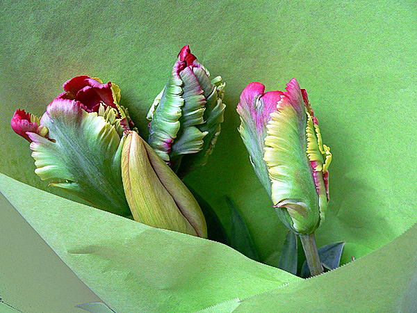 Französische Tulpen Foto & Bild | pflanzen, pilze & flechten, blüten- & kleinpflanzen, tulpen ...