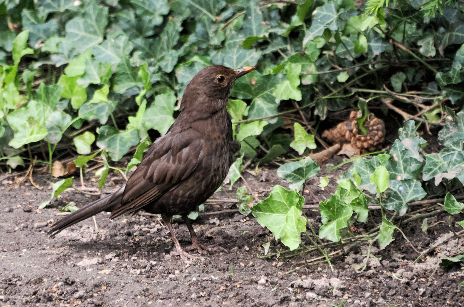 Frau Amsel Foto & Bild | natur, vogel, tiere Bilder auf fotocommunity