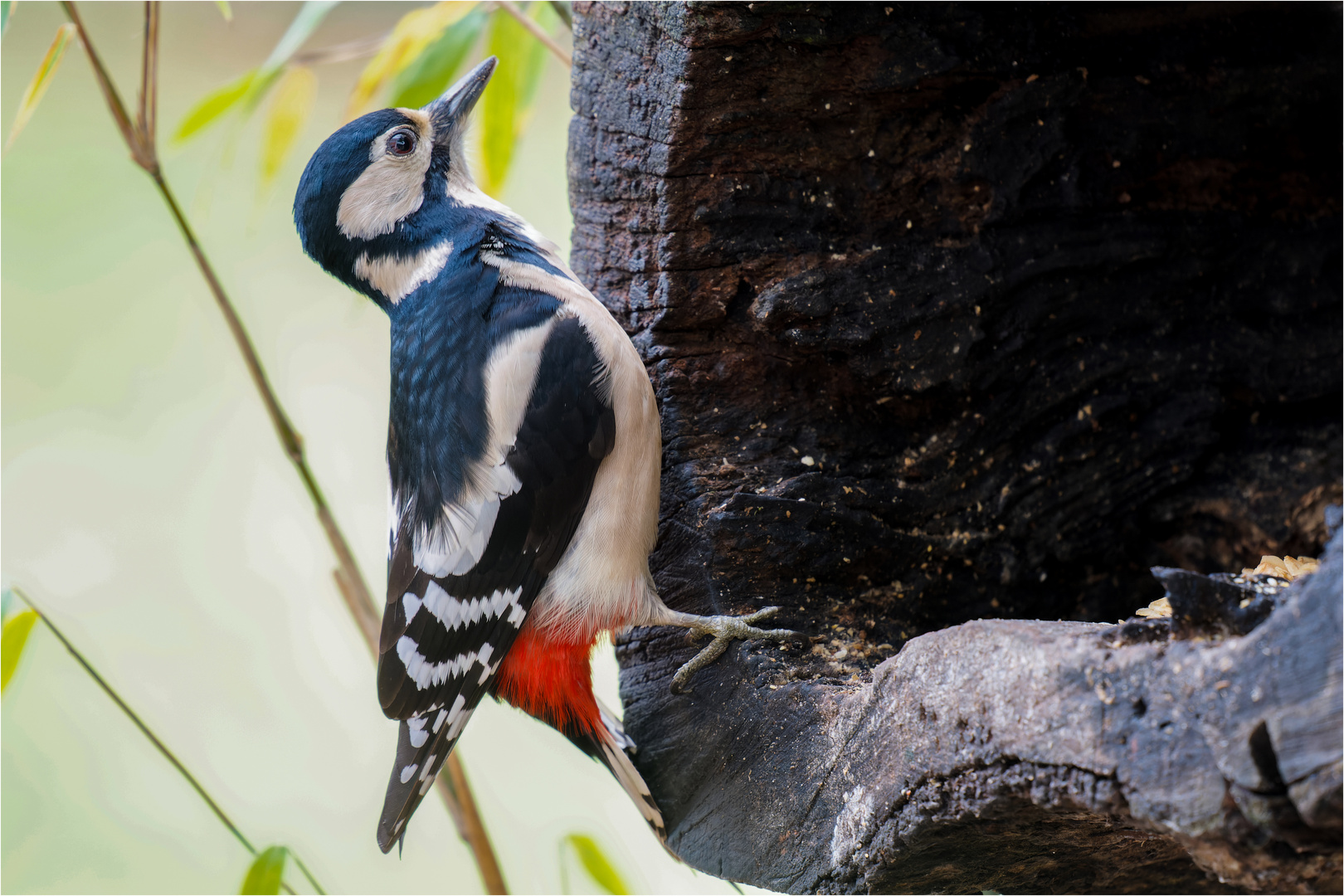 Frau Buntspecht an der Baumscheibe ..... Foto & Bild | tiere, wildlife ...
