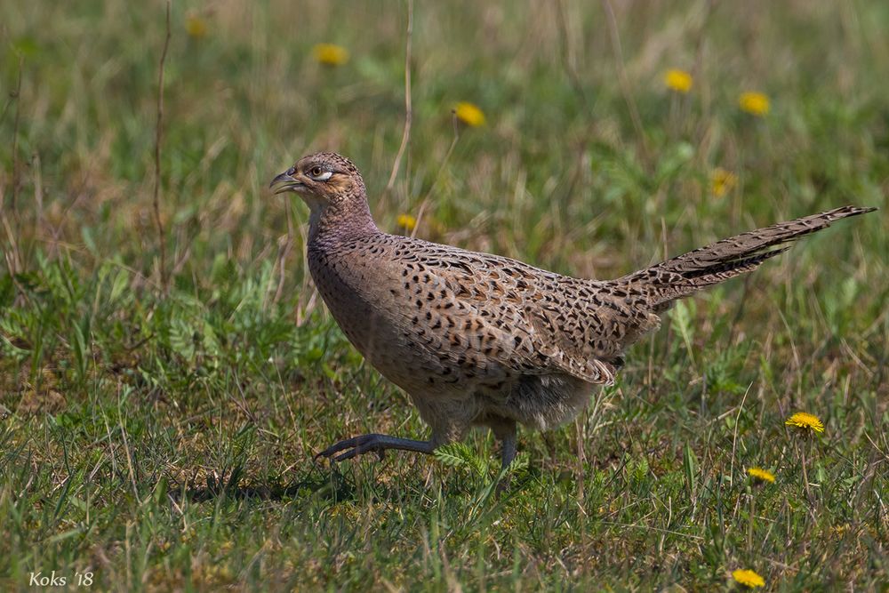 Frau Fasan Foto & Bild | tiere, wildlife, wild lebende vögel Bilder auf ...