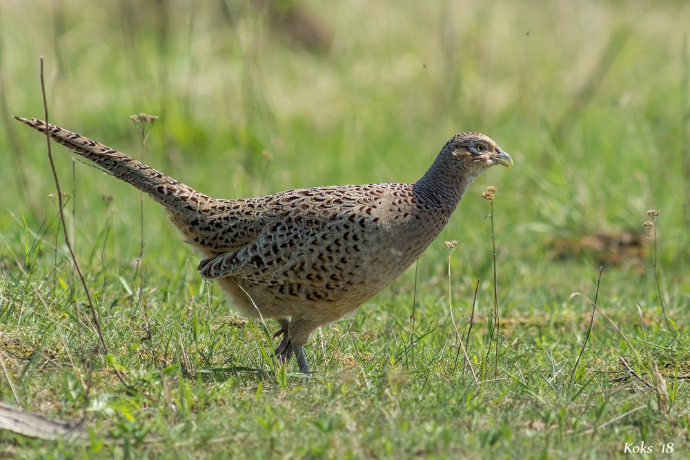Frau Fasan Foto & Bild | tiere, wildlife, wild lebende vögel Bilder auf ...