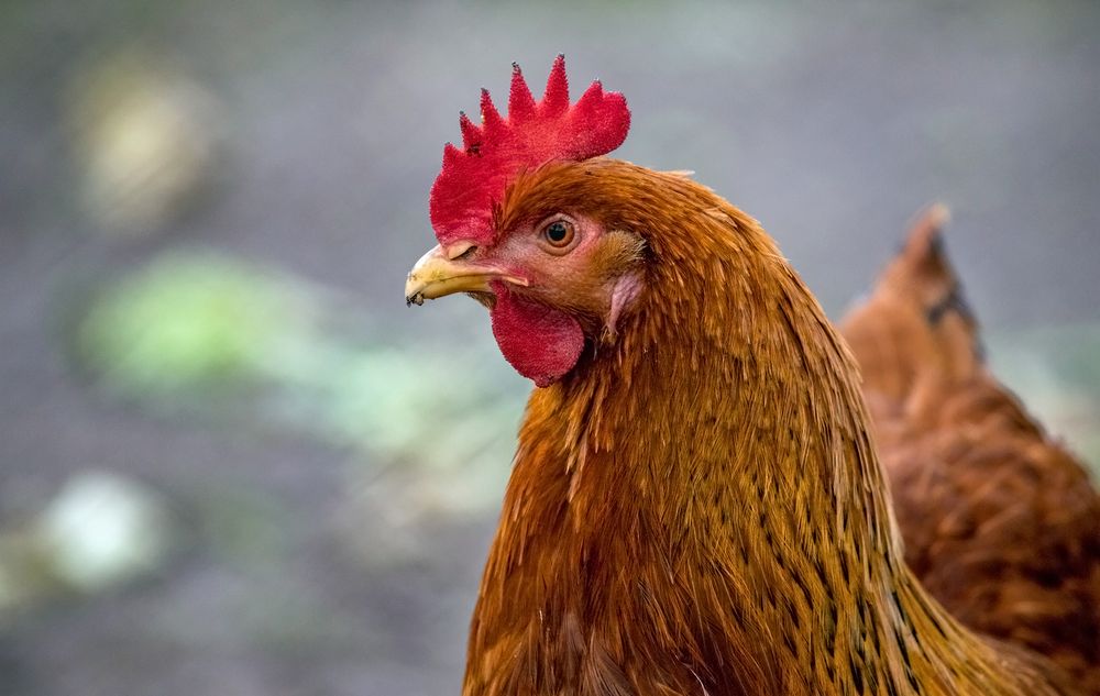 Frau Hahn Foto & Bild | tiere, haustiere, nutztiere Bilder auf ...