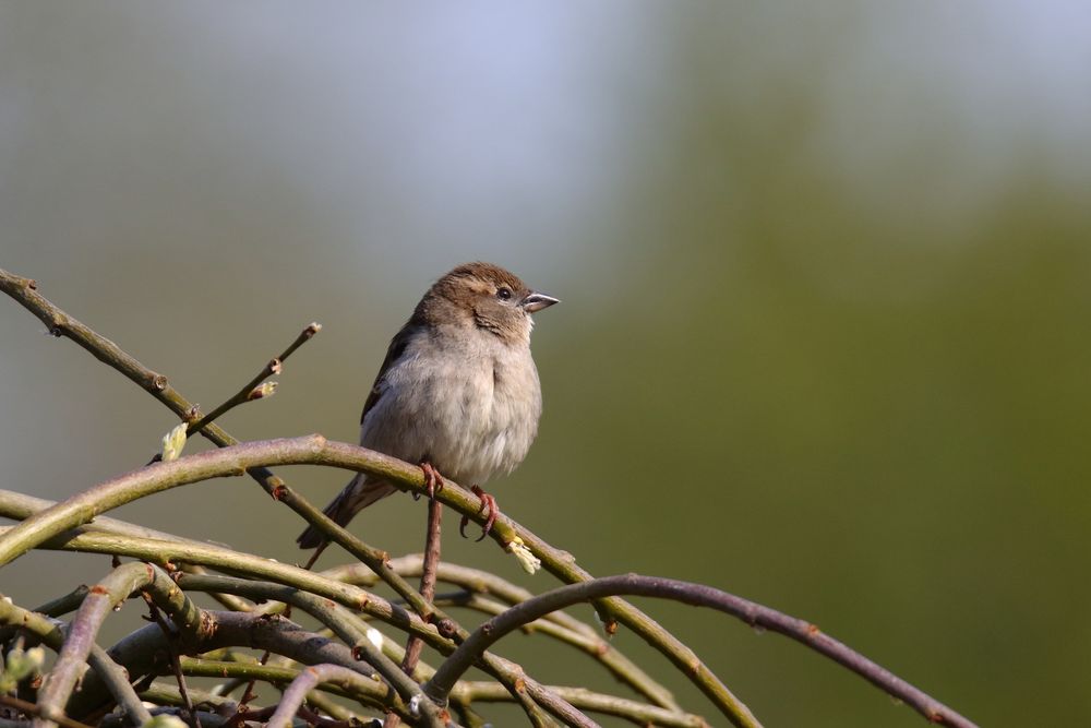 Frau Haussperling Foto & Bild | natur, sperlinge, tiere Bilder auf ...