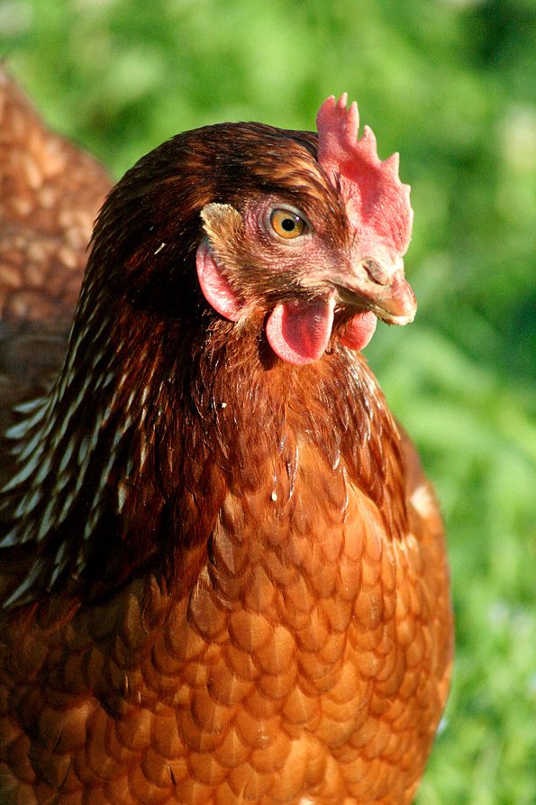 Frau Huhn Foto & Bild | fotos, natur, tiere Bilder auf fotocommunity