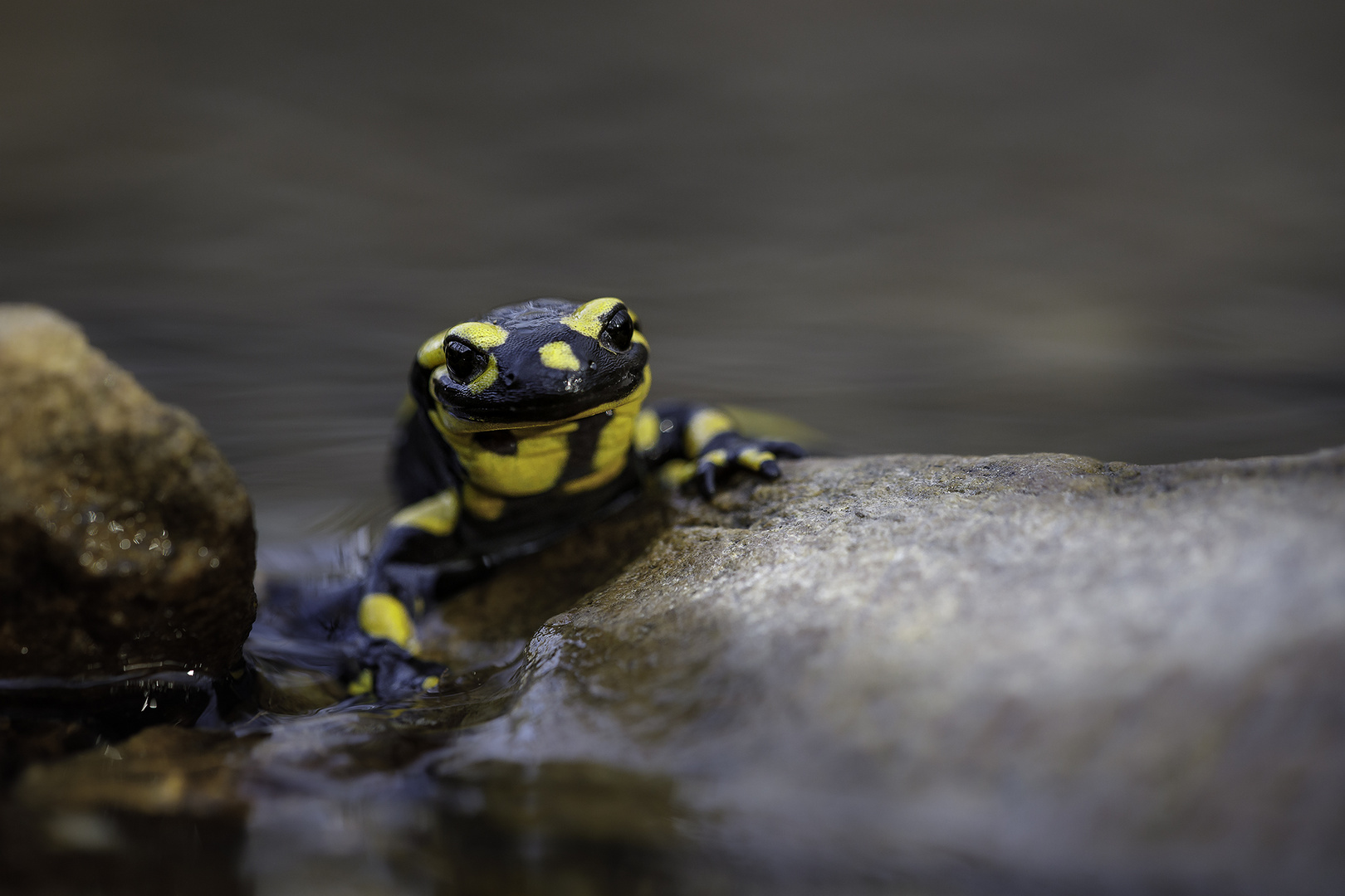 Frau Lurchi ... Foto & Bild | licht, natur, privat Bilder auf fotocommunity