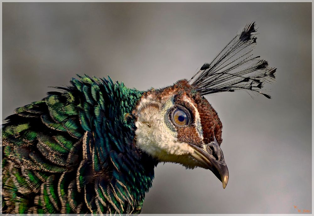 Frau Pfau Foto & Bild | natur, zoo, tiere Bilder auf fotocommunity
