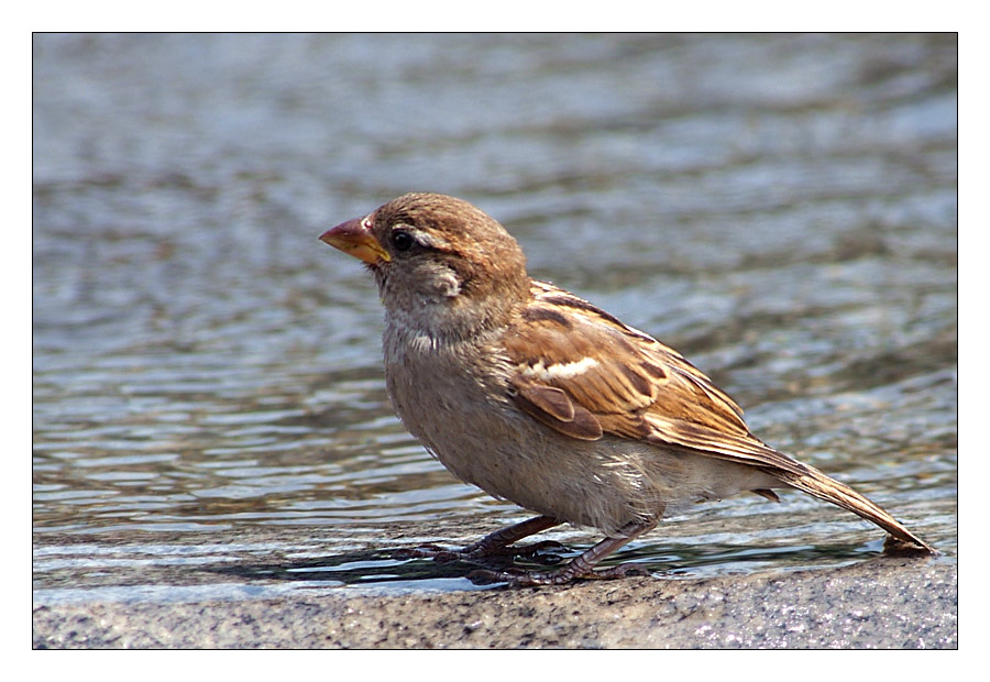 Frau Sperling ... Foto & Bild | tiere, wildlife, wild lebende vögel ...