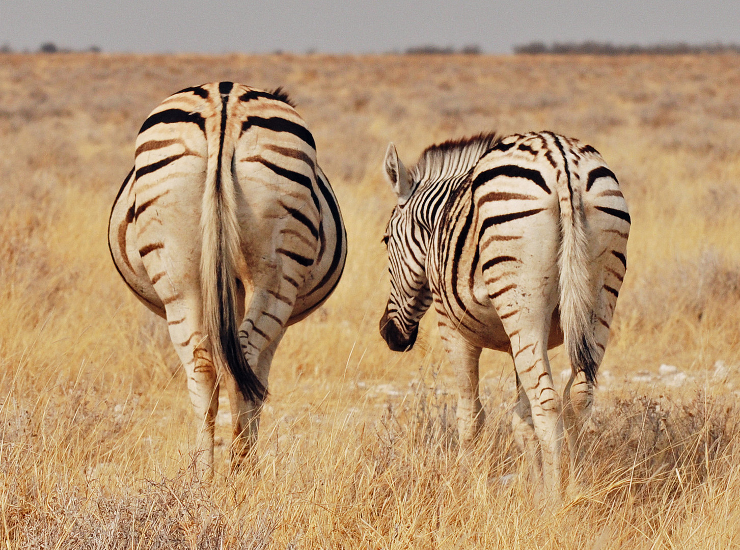 Frau Zebra (schwanger) und Herr Zebra gehen nach Hause Foto & Bild ...